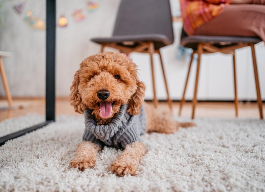 Doodle Dogs 101 | PetMD