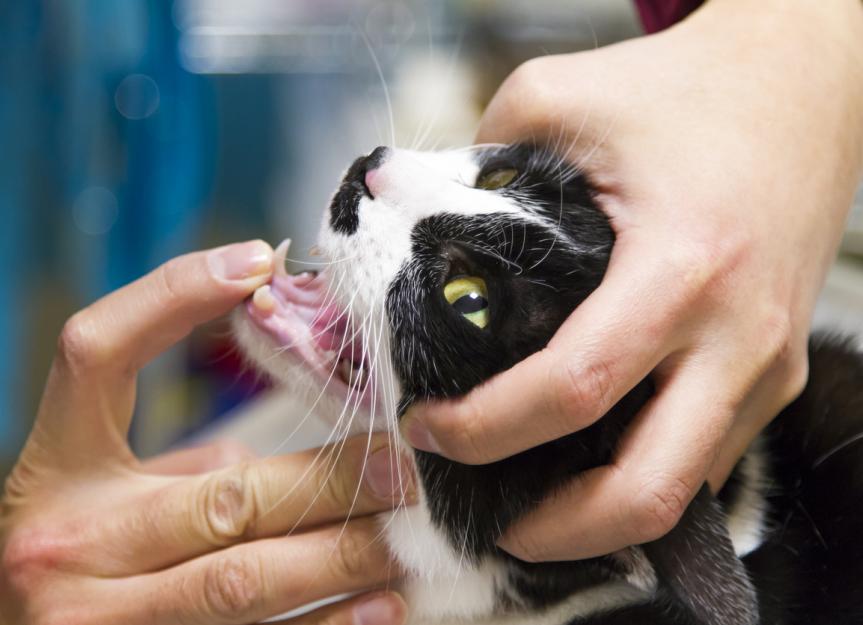 Foreign Objects Stuck In the Esophagus of Cats | PetMD