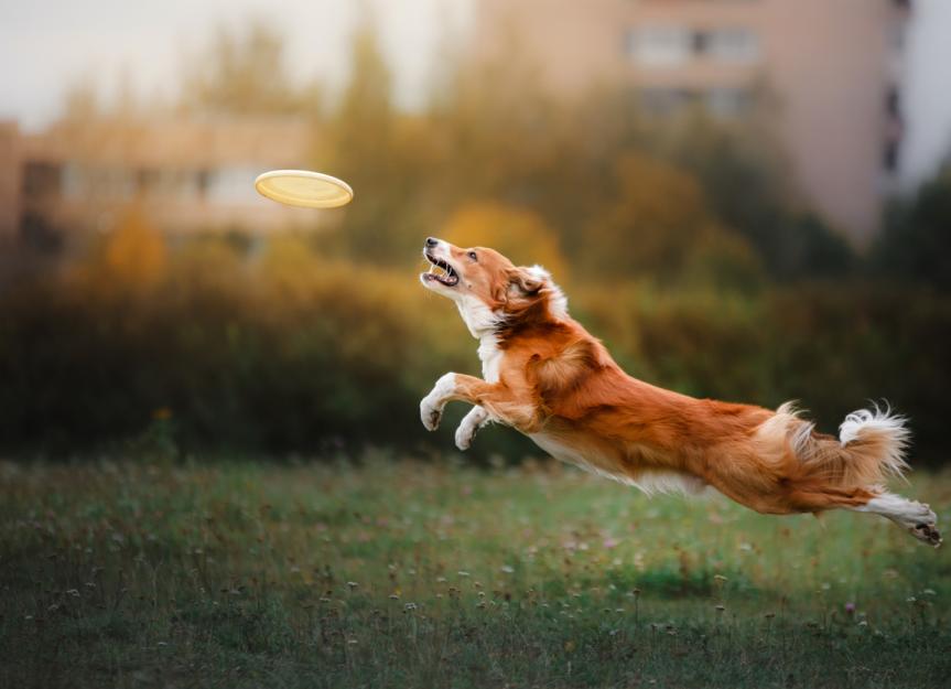 Muscle Tears in Dogs | PetMD