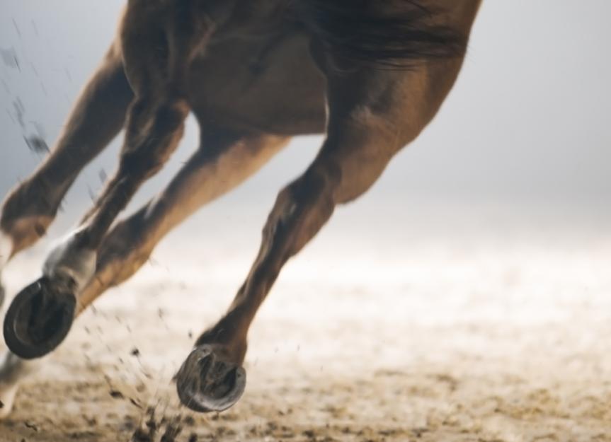 Degenerative Suspensory Ligament Desmitis (DSLD) in Horses | PetMD