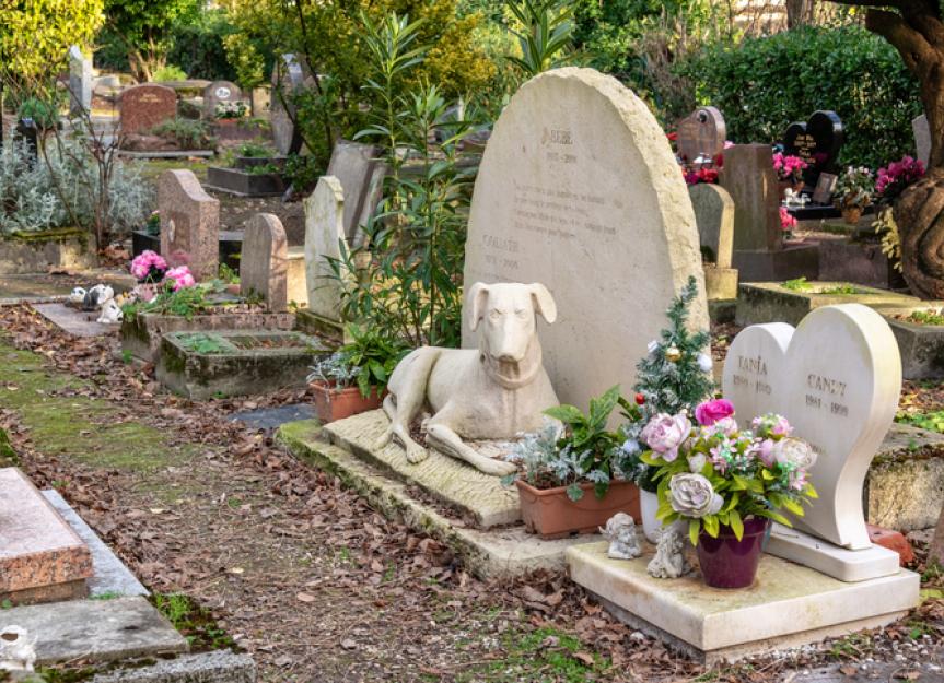 Deceased Pet Care: Burial and Cremation Options | PetMD