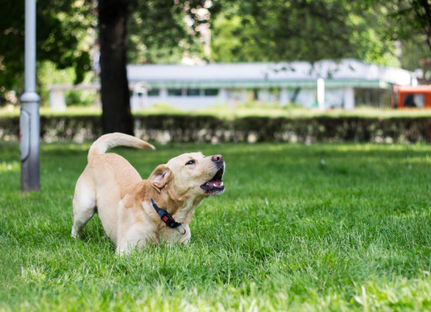 Why Do Dogs Growl & What To Do | PetMD