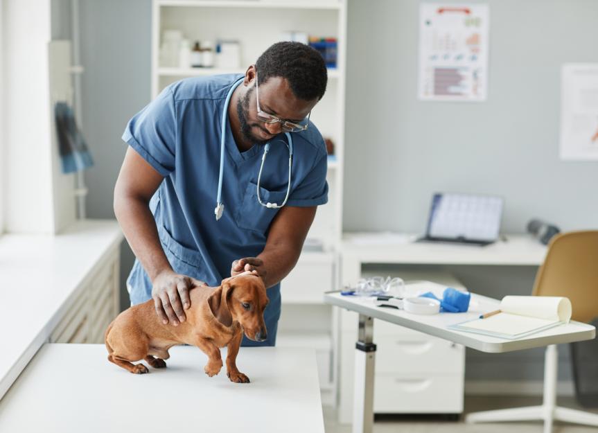 IVDD (Intervertebral Disc Disease) in Dogs | PetMD