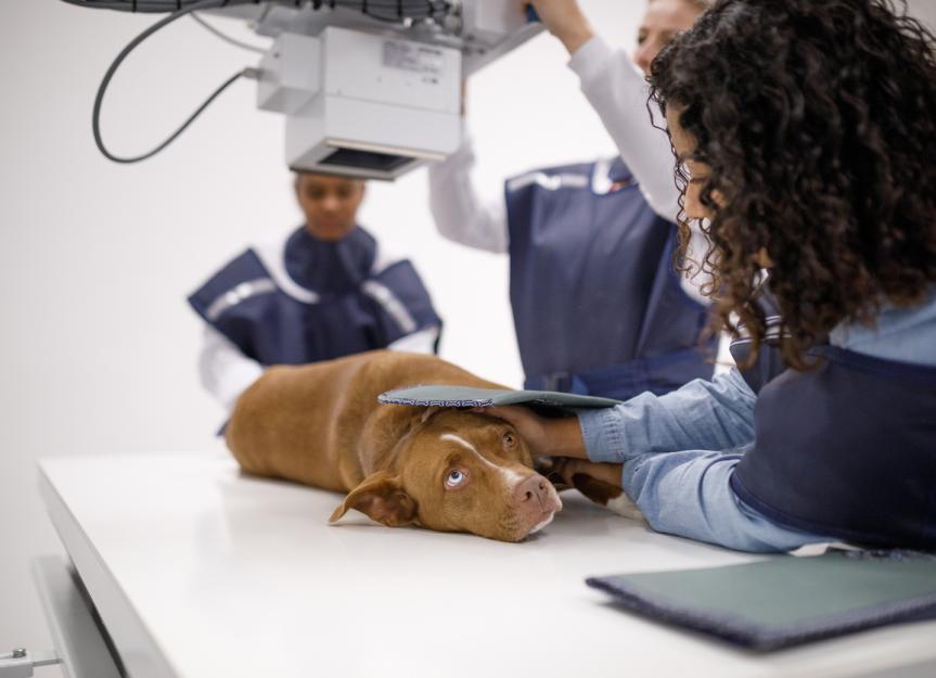 Coma in Dogs | PetMD
