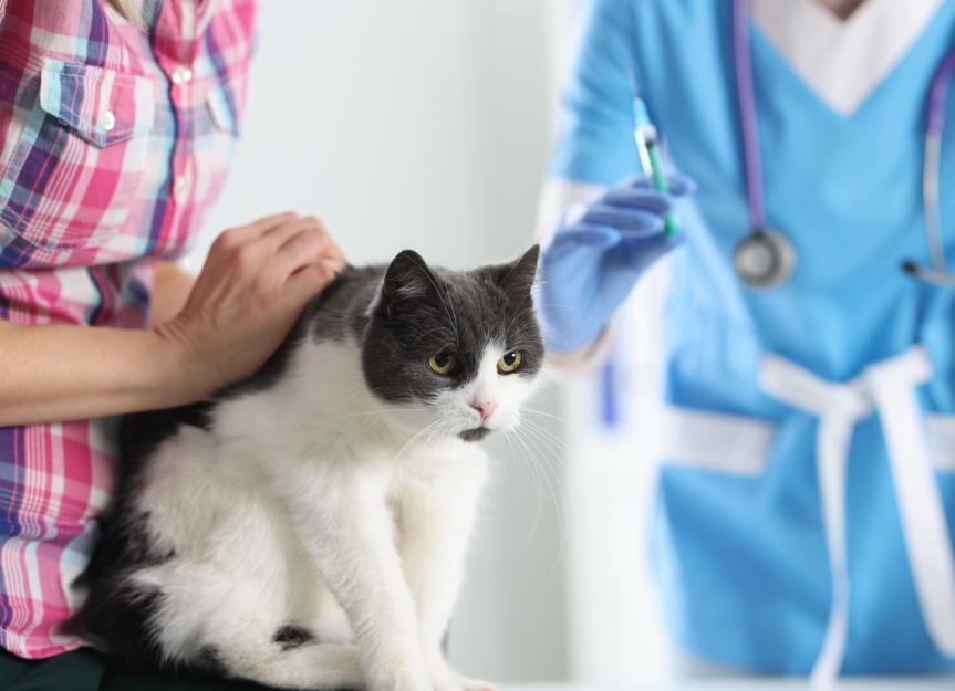Skin Ulcers In Cats PetMD Skin Ulcers In Cats PetMD