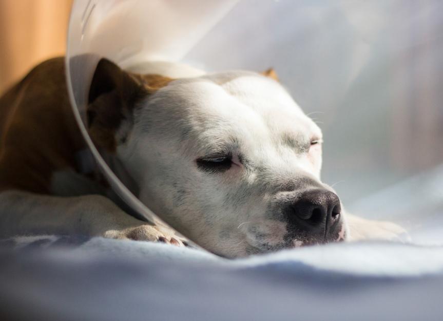 Burns In Dogs | PetMD