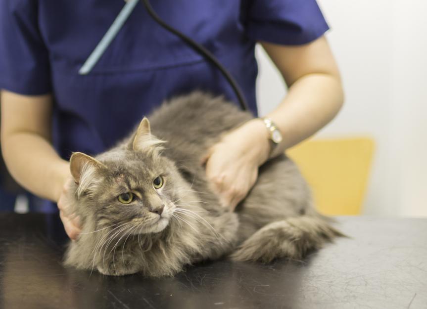 What Is A Highly Pigmented Lesion In Cats Infoupdate What Is A Highly Pigmented Lesion In Cats Infoupdate