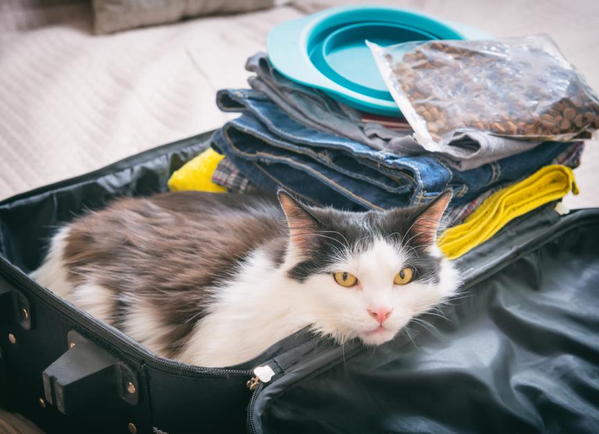 8 Tips For Traveling with a Cat | PetMD