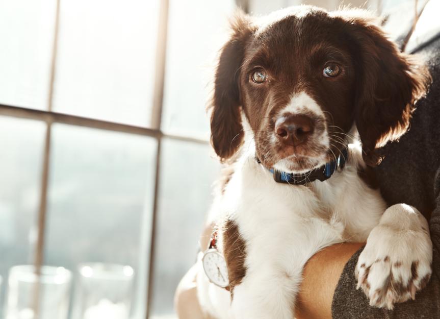 New Puppy Care: 12-18 months | PetMD