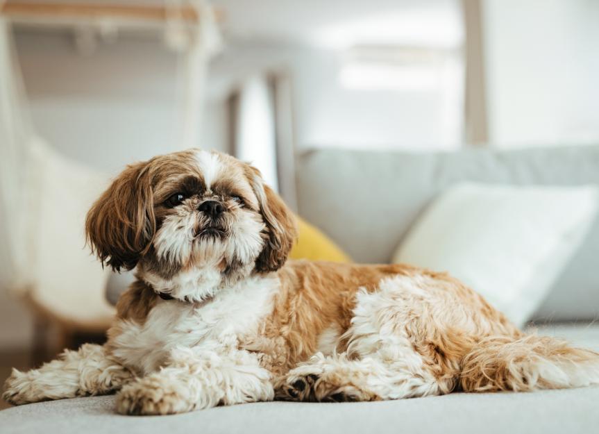 Shih Tzu Dog Breed Health and Care | PetMD