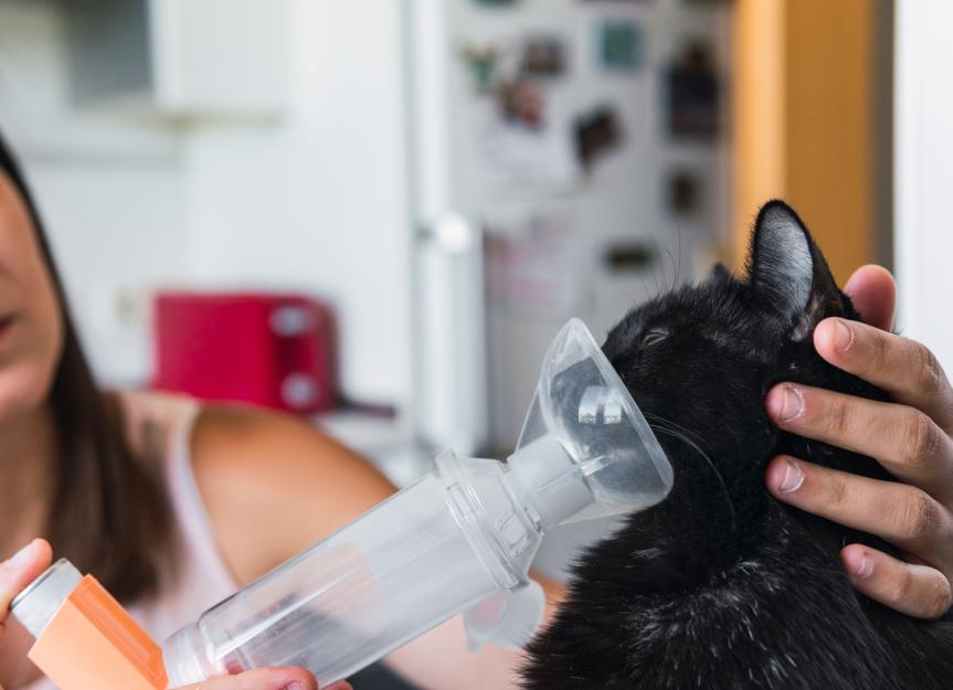 如何给宠物一个吸入器 | PetMD