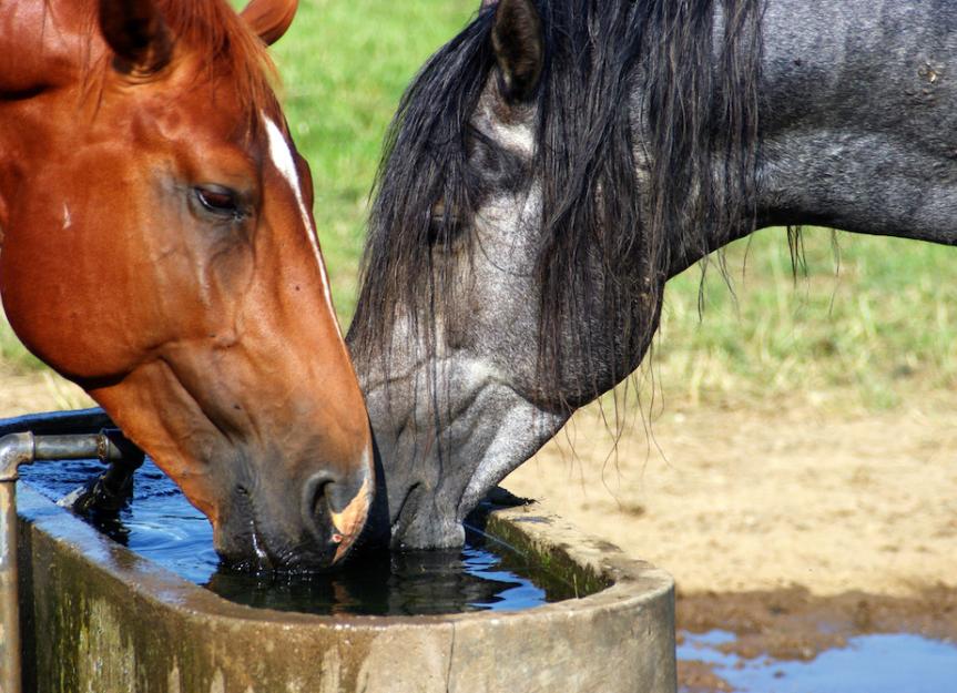 Dehydration in Horses | PetMD