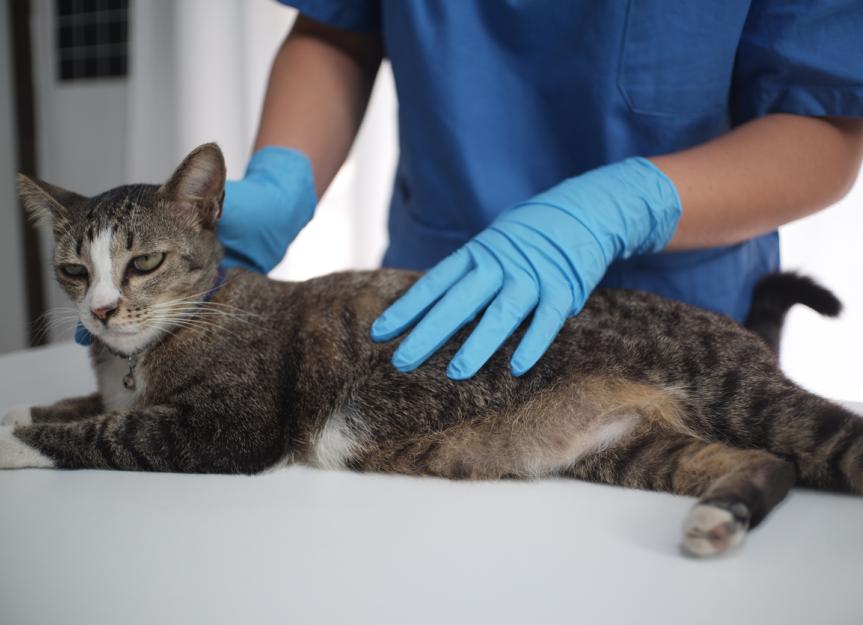 Roundworms in Cats |PetMD | PetMD