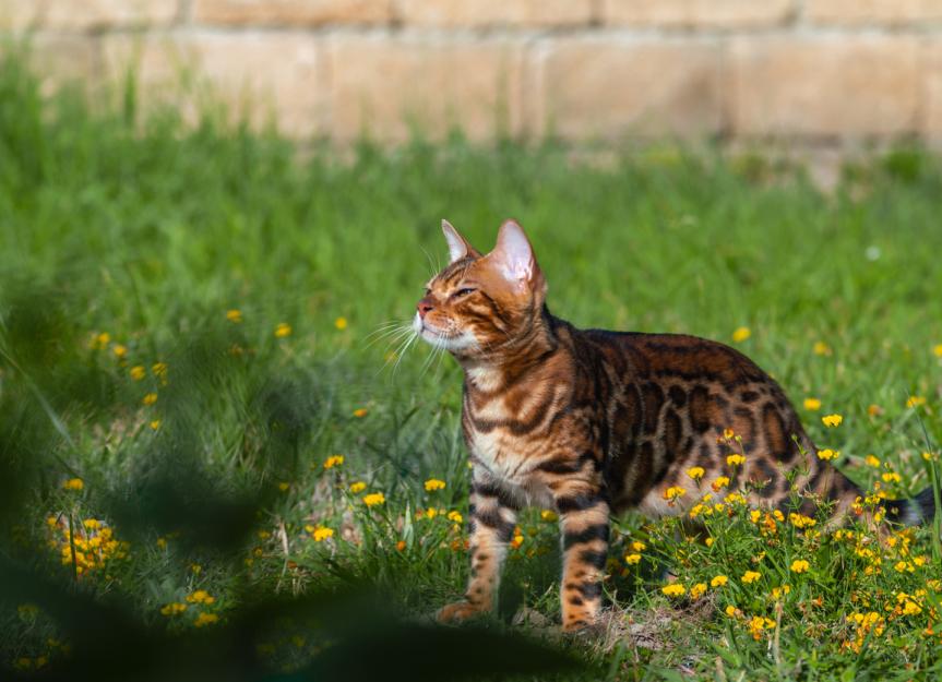 Plague in Cats | PetMD
