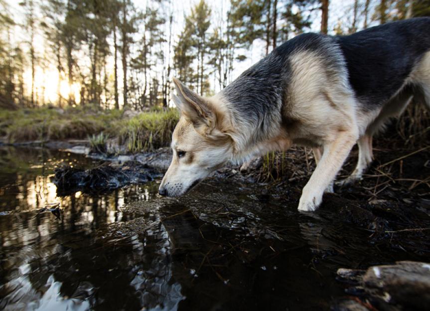 Toad Venom Poisoning in Dogs | PetMD