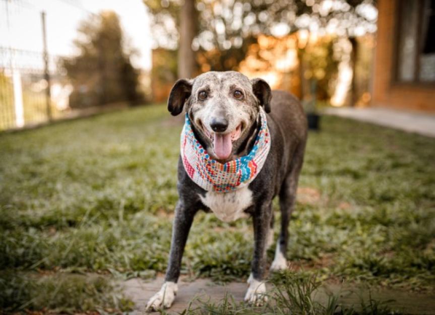 Signs of a Dog Dying of Congestive Heart Failure (CHF) | PetMD