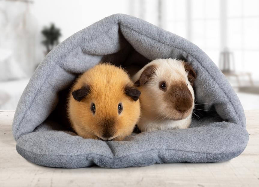 Guinea Pig Care Sheet | PetMD