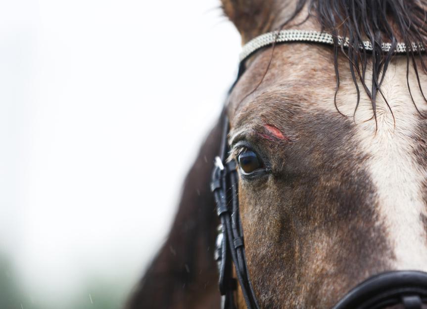 Cellulitis in Horses | PetMD