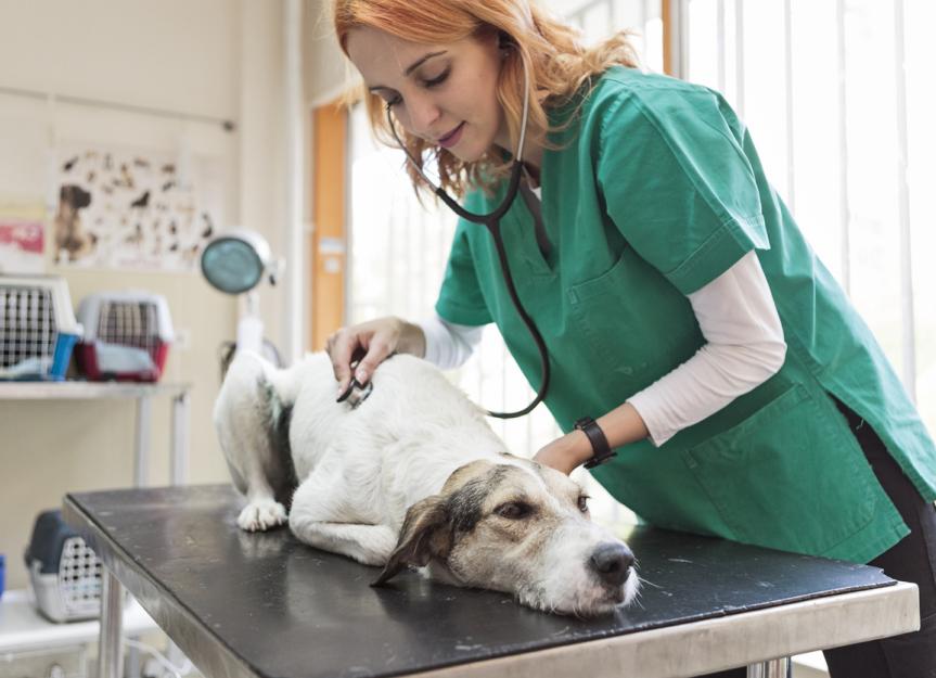 Urinary Tract Blockage in Dogs | PetMD