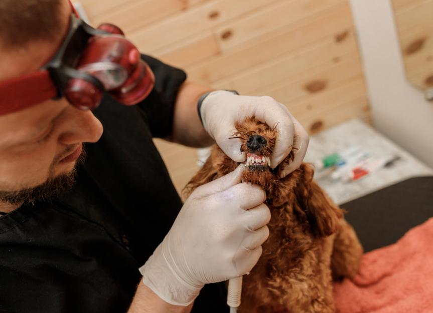 Tooth Root Abscess in Dogs | PetMD