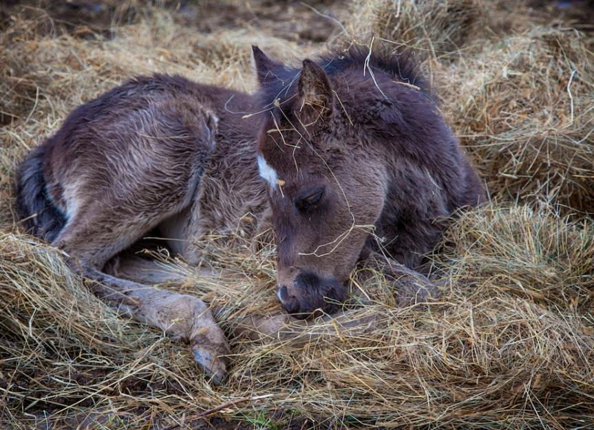 Newborn Foal Care | PetMD