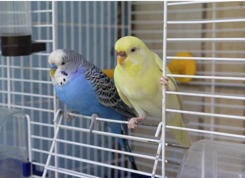 Parakeet Care Sheet | PetMD