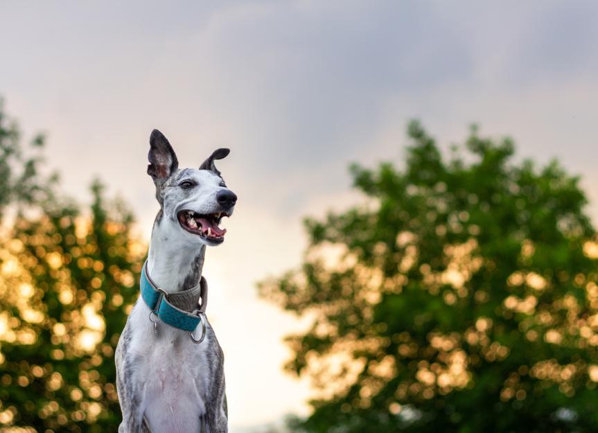 Whippet Dog Breed Health and Care | PetMD