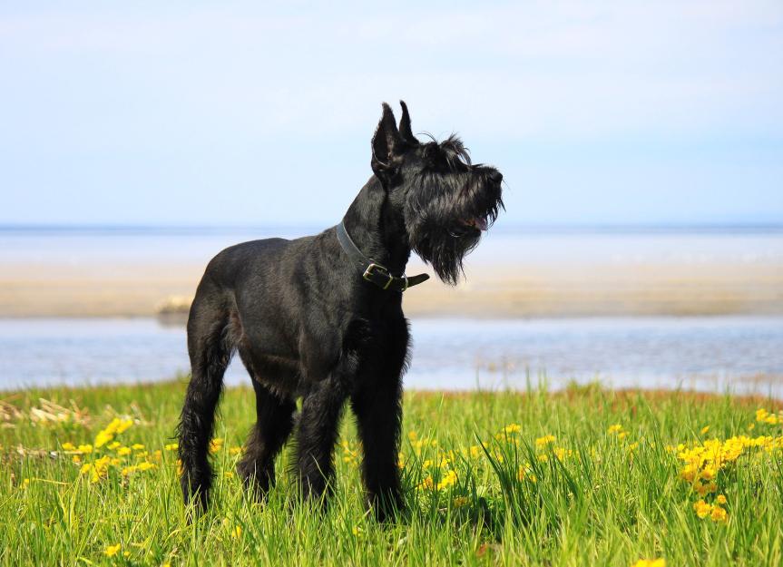 Giant Schnauzer Dog Breed Health and Care | PetMD