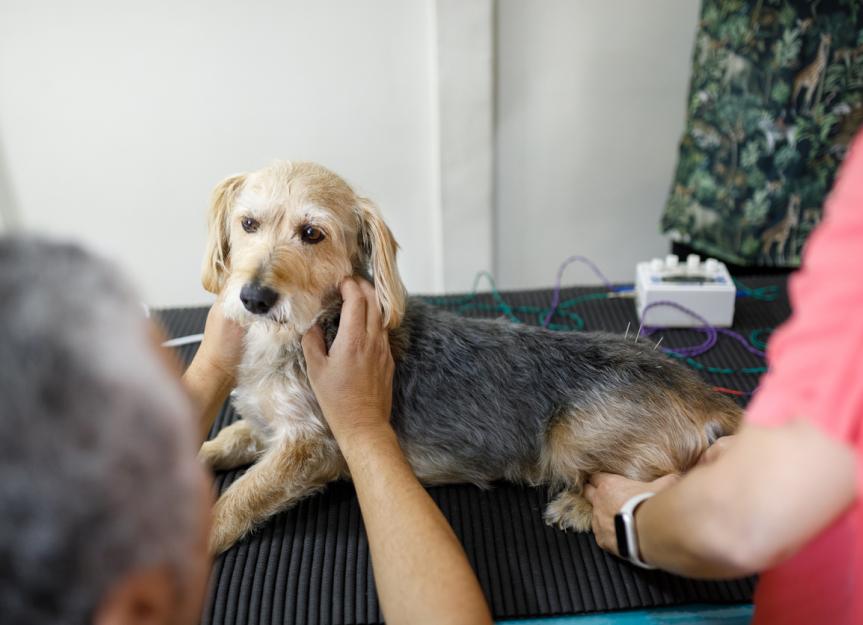 Narcolepsy in Dogs | PetMD