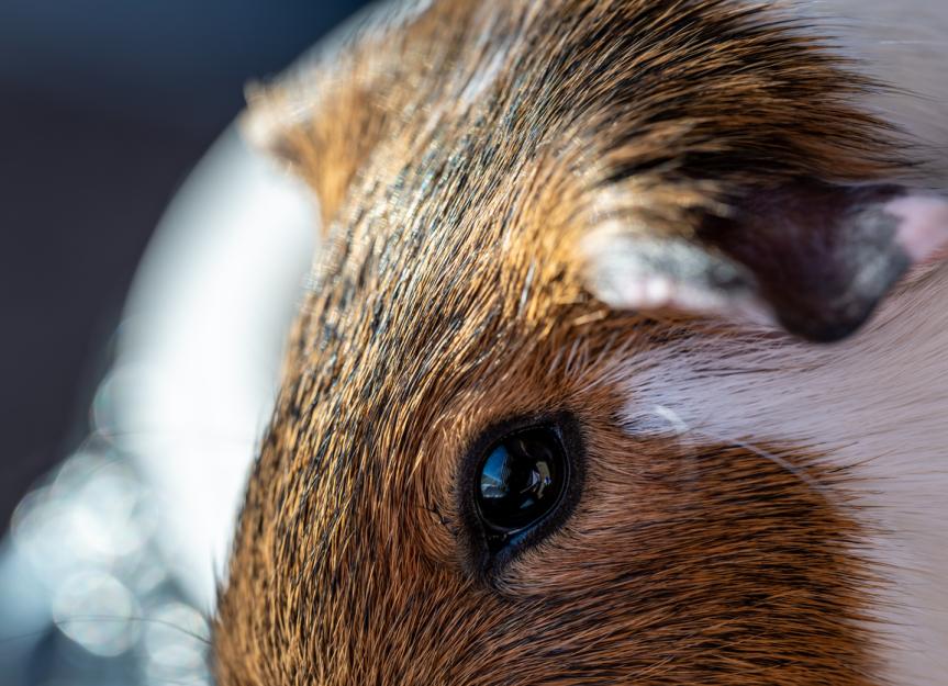 Pink Eye in Guinea Pigs | PetMD