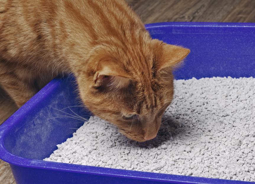 Cat Eating Litter? Here's What to Do | PetMD