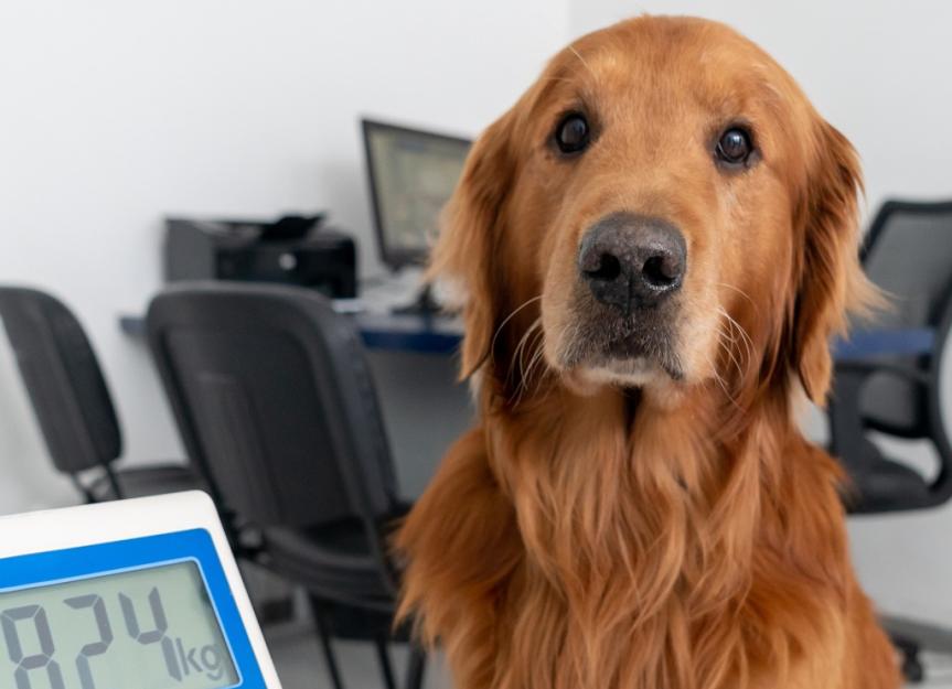 How To Find Your Dog's Body Condition Score | PetMD