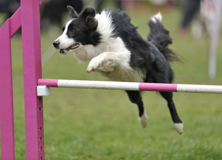 Dog Agility 101 | PetMD