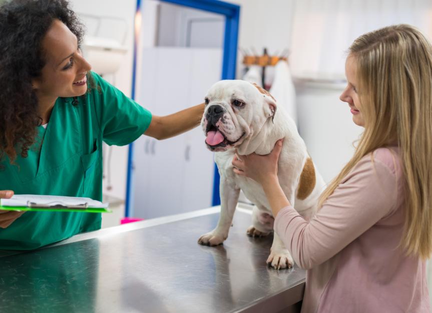Toceranib (Palladia®) for Dogs | Dog, Pet Medication: PetMD | PetMD