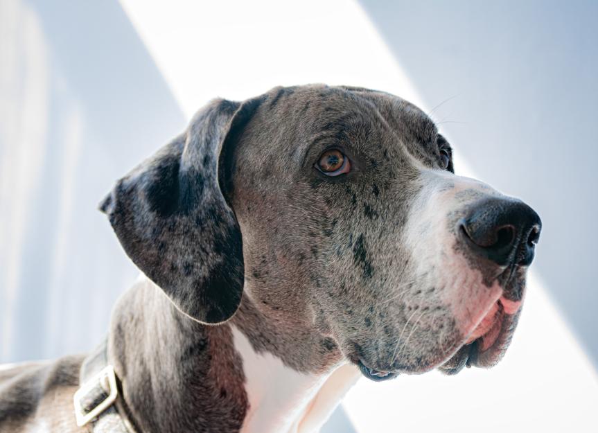 Addison’s Disease in Dogs: Symptoms and More | PetMD