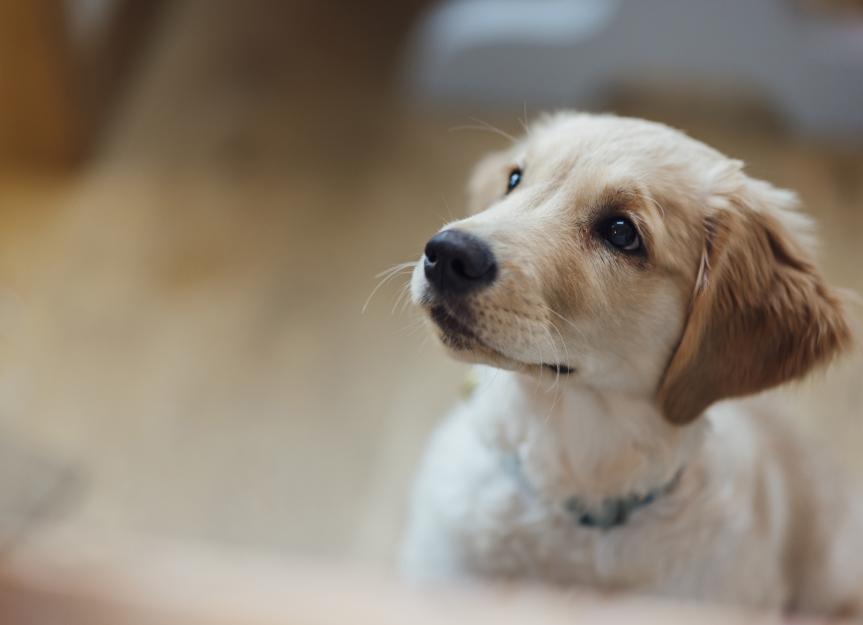 Puppy Care: The Basics | PetMD