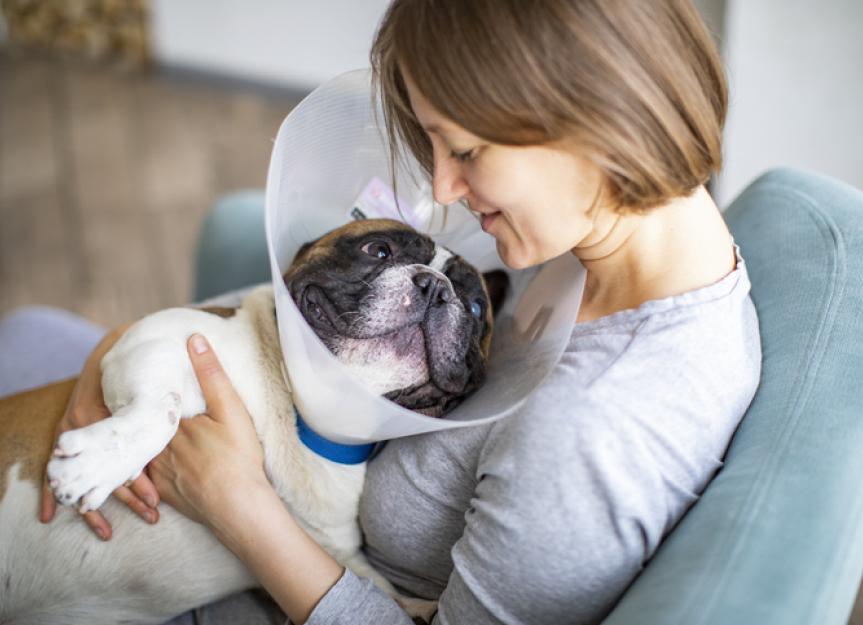 Can I Use an Ice Pack on My Dog? | PetMD