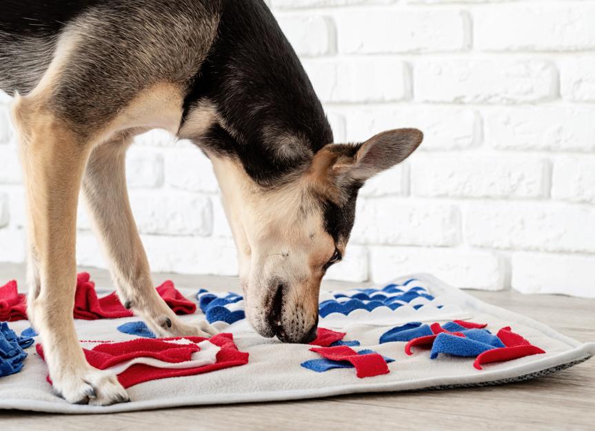 Calming Aids For Dogs | PetMD