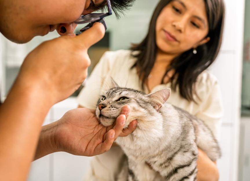 Progressive Retinal Atrophy (PRA) in Cats| PetMD | PetMD