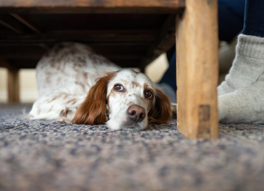 Tips for Helping a Dog That's Scared of Fireworks | PetMD