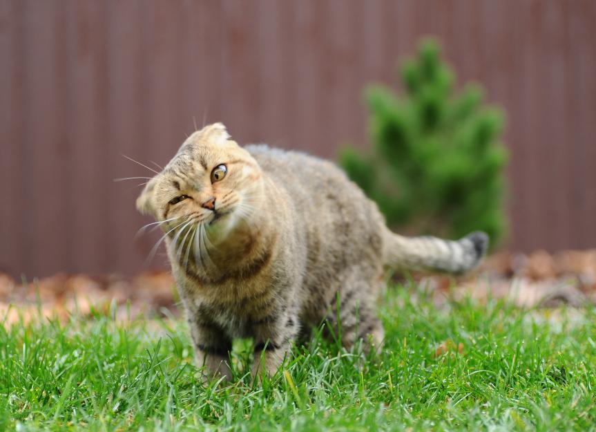 Cat Shaking Head? Common Causes and When To Call Your Vet | PetMD