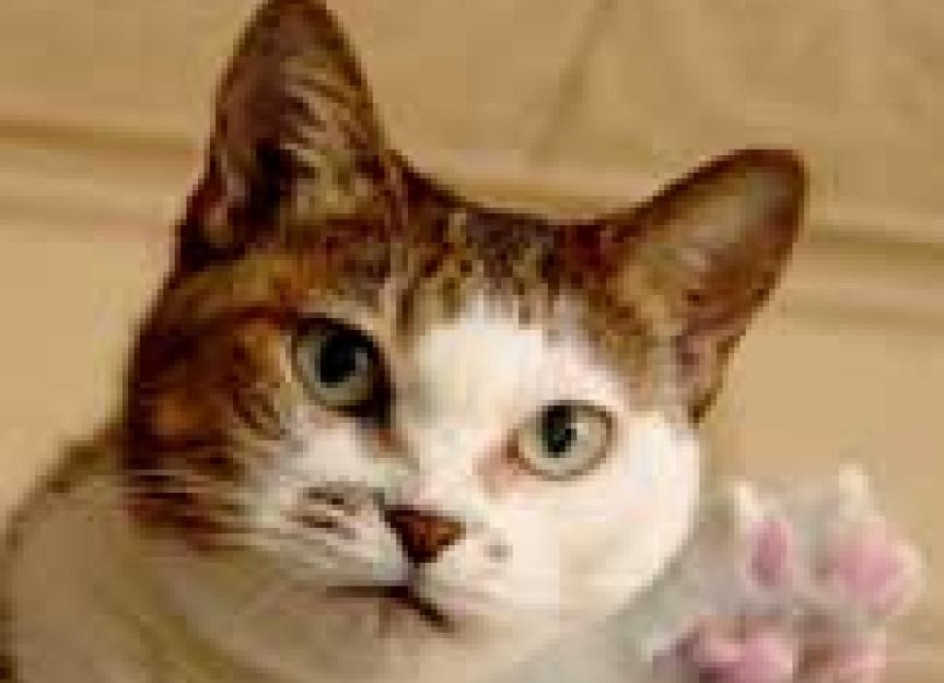 Right-Pawed, Left-Pawed, or Ambidextrous | Fully Vetted | PetMD