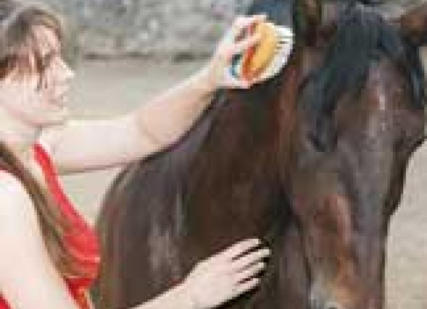 The Benefits of Grooming Your Horse | Daily Vet | PetMD