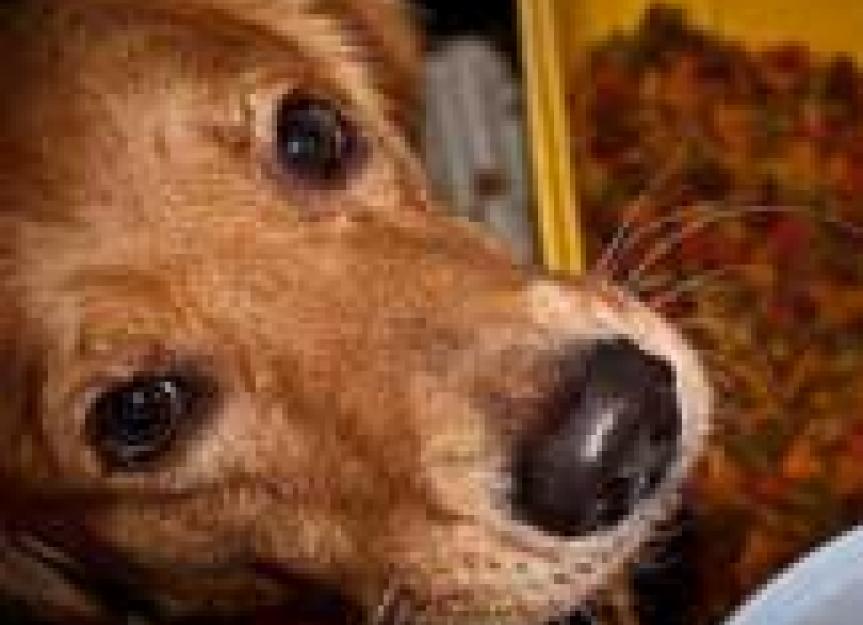 Aflatoxin — Another Potential Food Contaminant | Nutrition Nuggets Dog ...