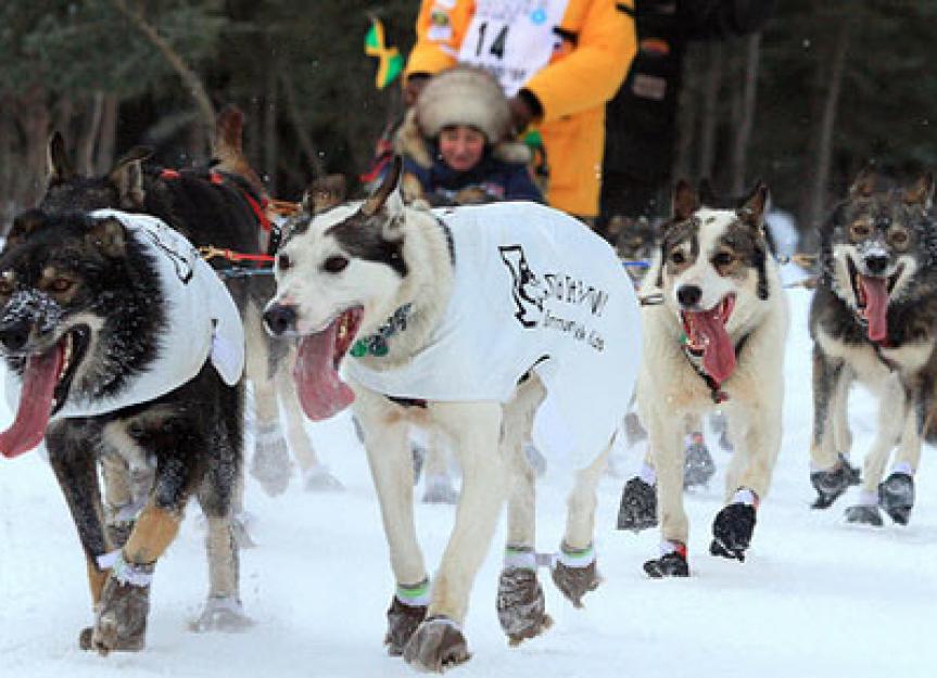 Mushing with Your Dog: The Basics | PetMD