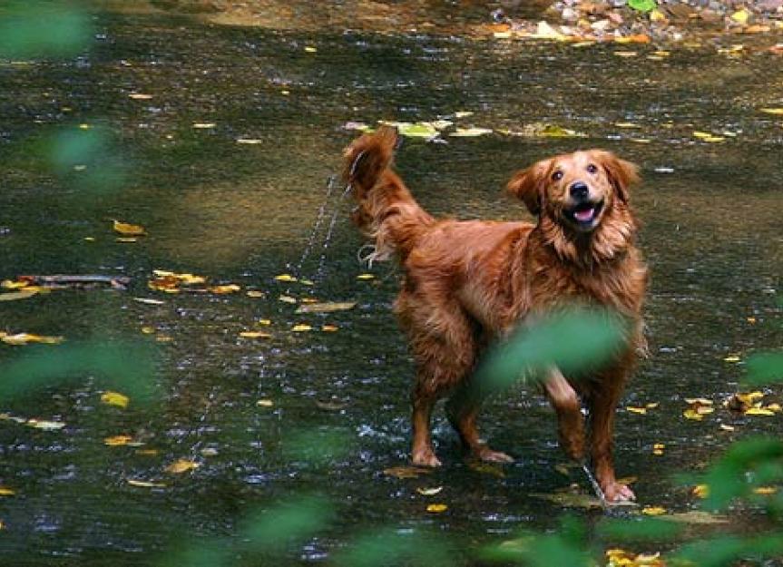 Keeping Dogs Fit in the Country | PetMD