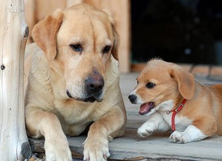 What’s a BDLD (Big-Dog-Little-Dog)? ... And Why You Should Care | PetMD