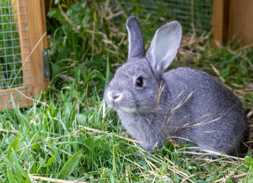 Do Small Pets Need Outdoor Time? | PetMD