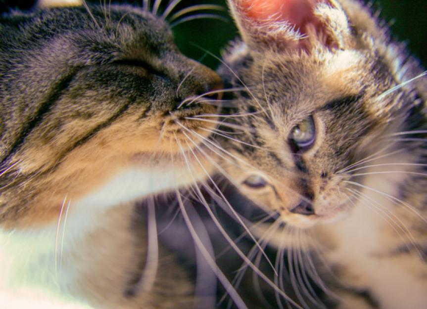 How Do Calming Dog and Cat Pheromones Work? | PetMD