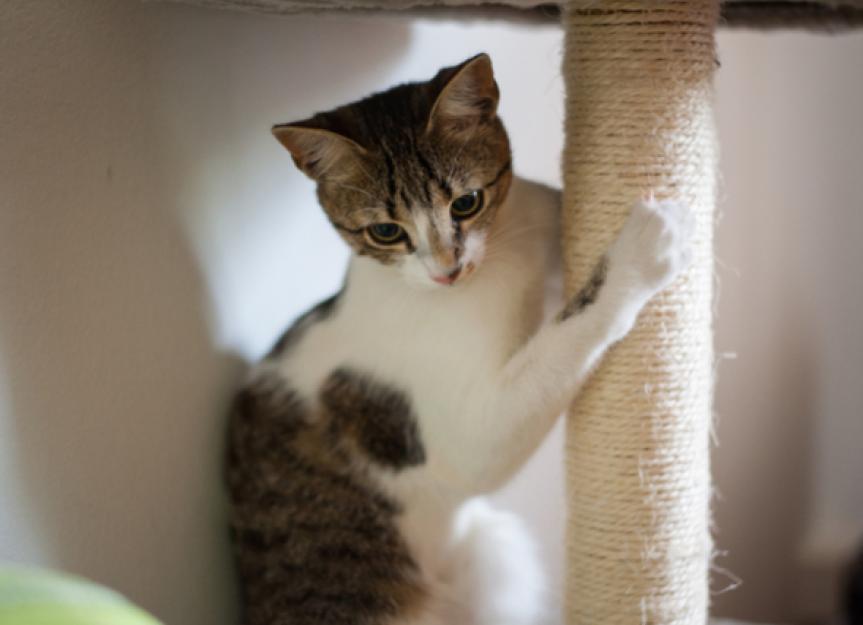 What's Your Cat's Scratching Style? | PetMD